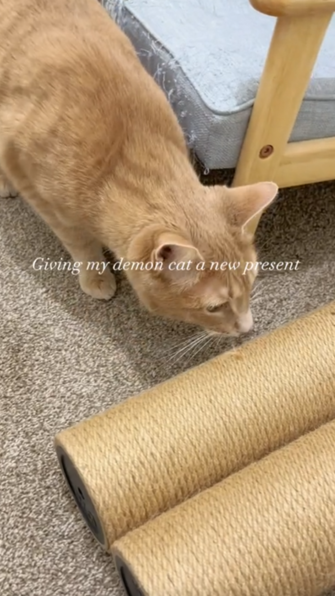 Smart cat furniture ideas that save space in small homes