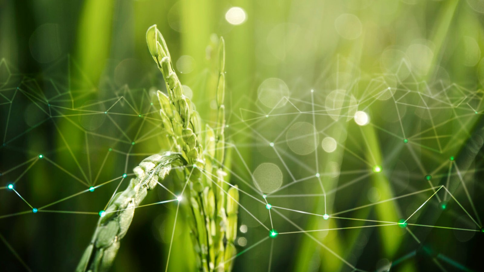 Malaysia approves RM45.6m rice mill project in Kedah to boost paddy sector