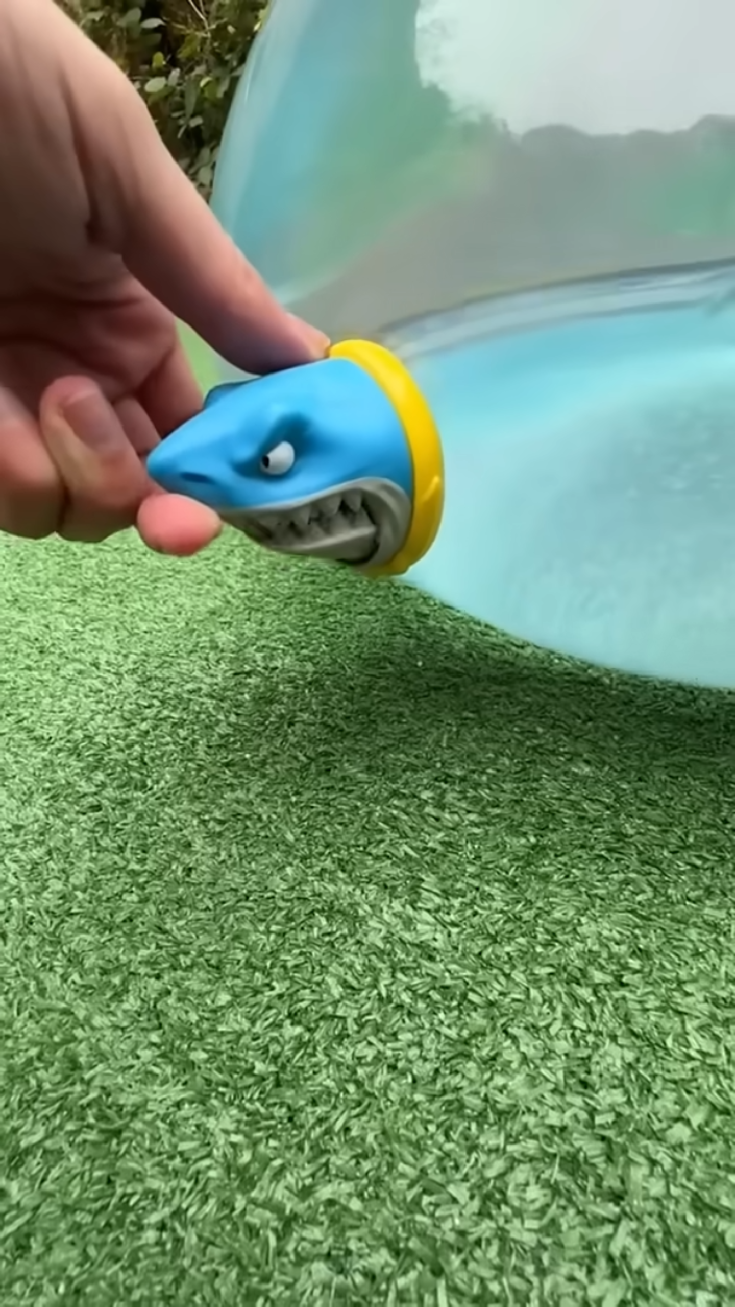 A shark appeared in my flooded garden