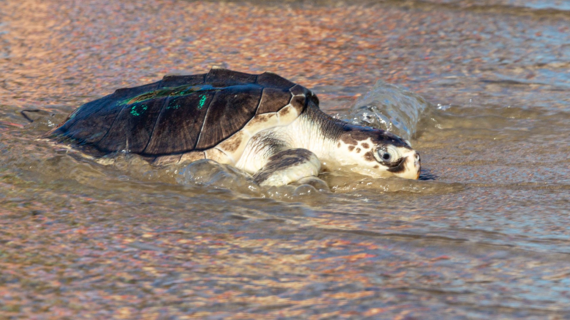 Texas' official state sea turtle was just rescued from shore