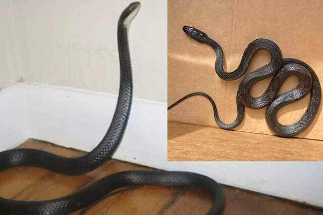 How to safely remove snakes from your home