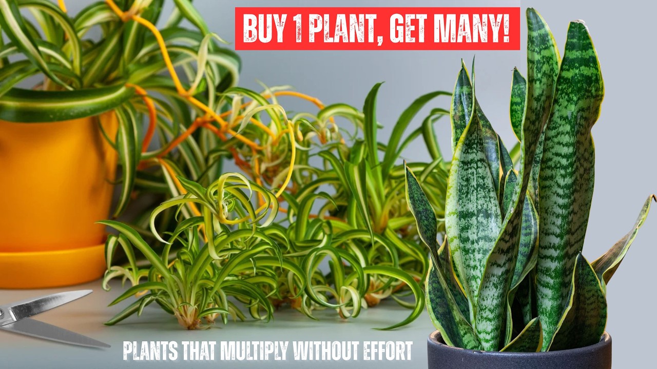Garden plants that produce pups quickly and multiply fast
