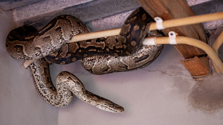 Look up! The sneaky spots snakes may be hiding in your home