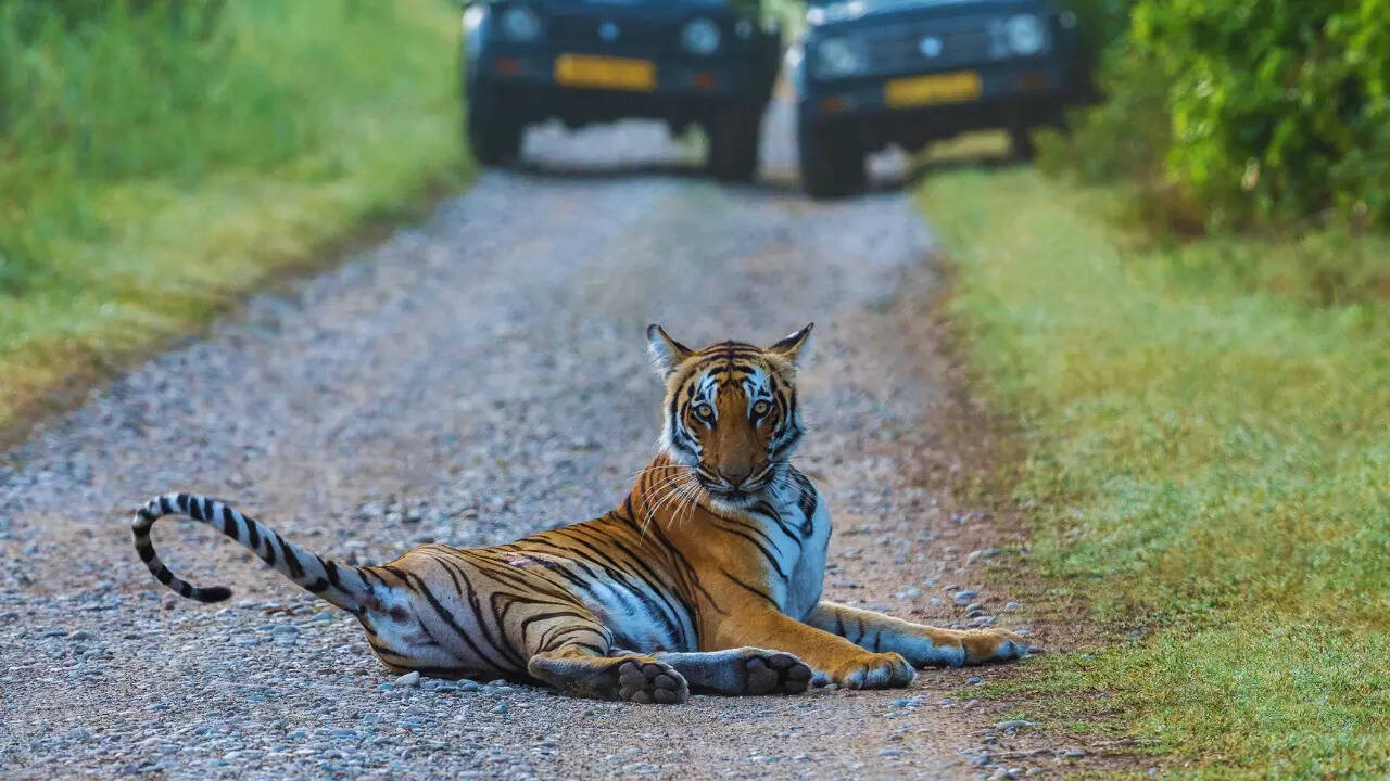 Why is it so difficult to book a Dhikala safari in Jim Corbett National ...