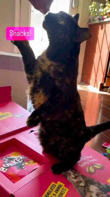 My cat loves snack time