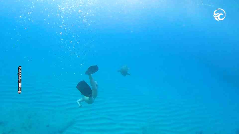 Swimming with a sea turtle in the wild