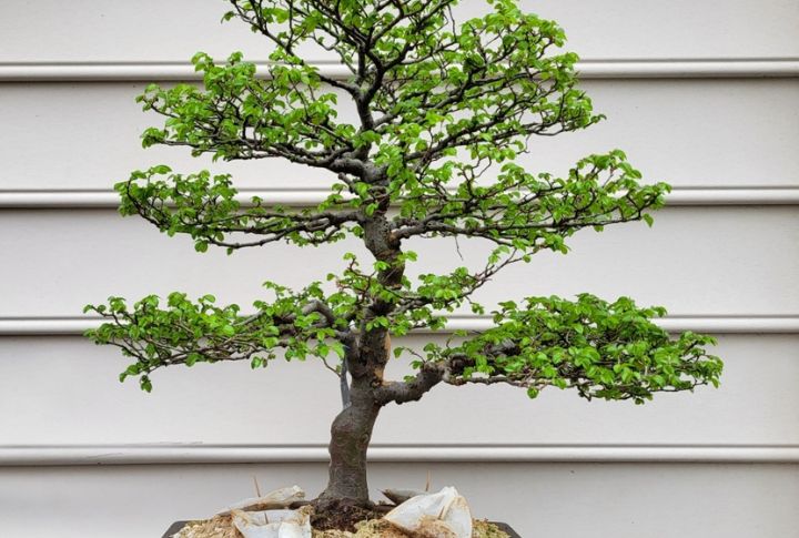 10 beautiful bonsai trees that are easy to grow