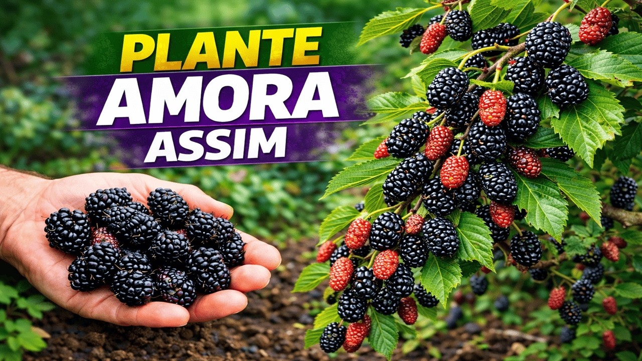 Como plantar amora em casa do jeito certo mesmo se nunca plantou