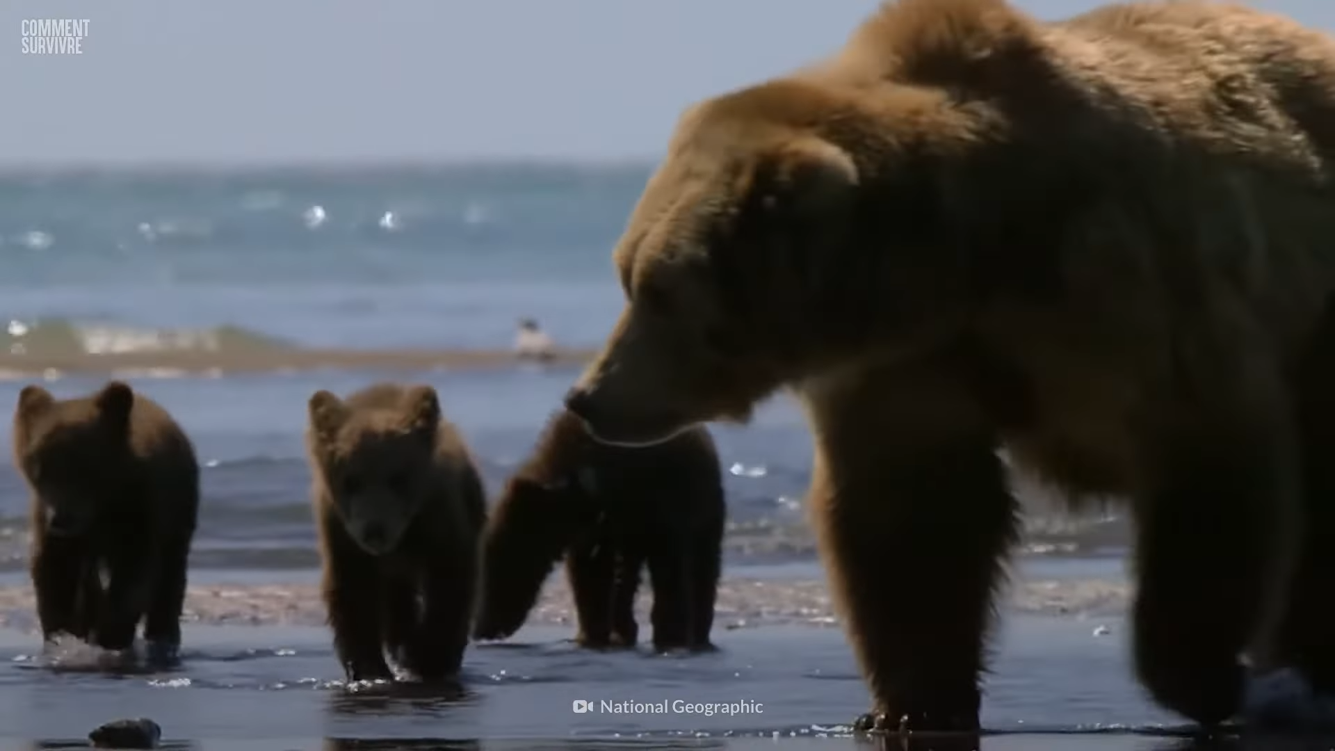 Les pires choses à faire lors d'une attaque d'ours