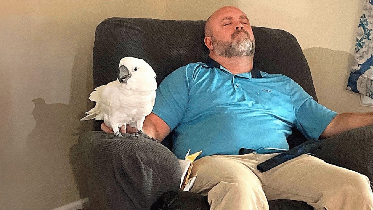 Parrot becomes dad’s gossip buddy – and leaves mom out of it