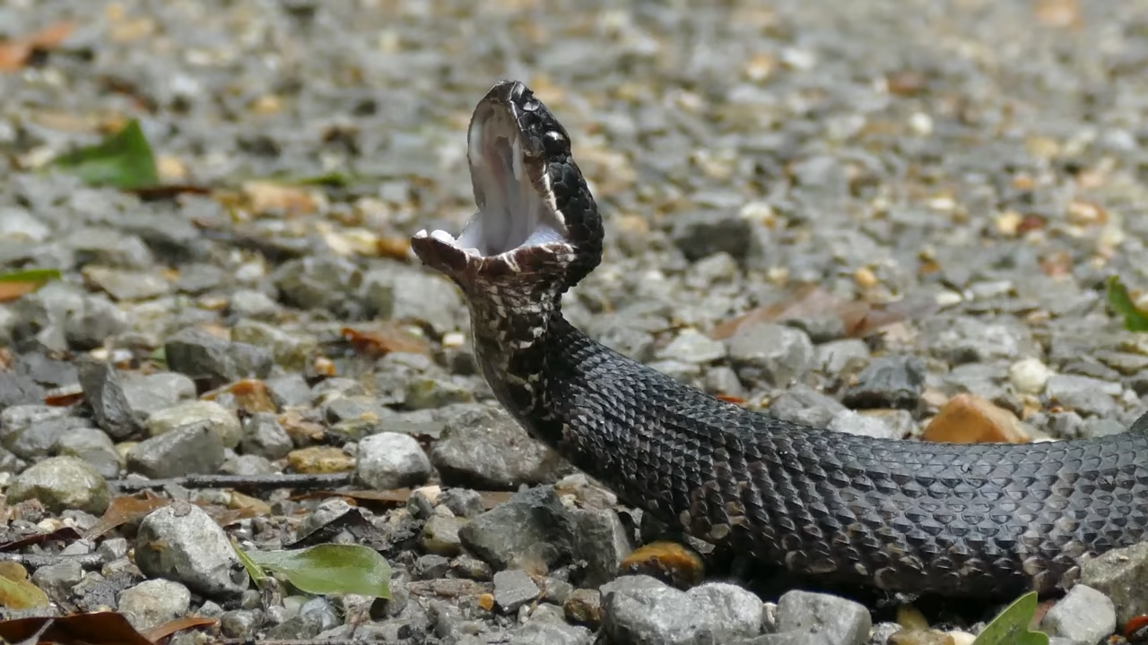 Why people are wrong about cottonmouths - the venomous snake that can ...