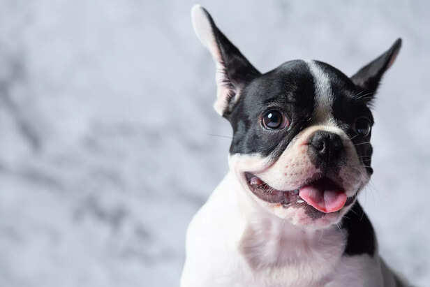 Top 5 dog breeds perfect for apartment living