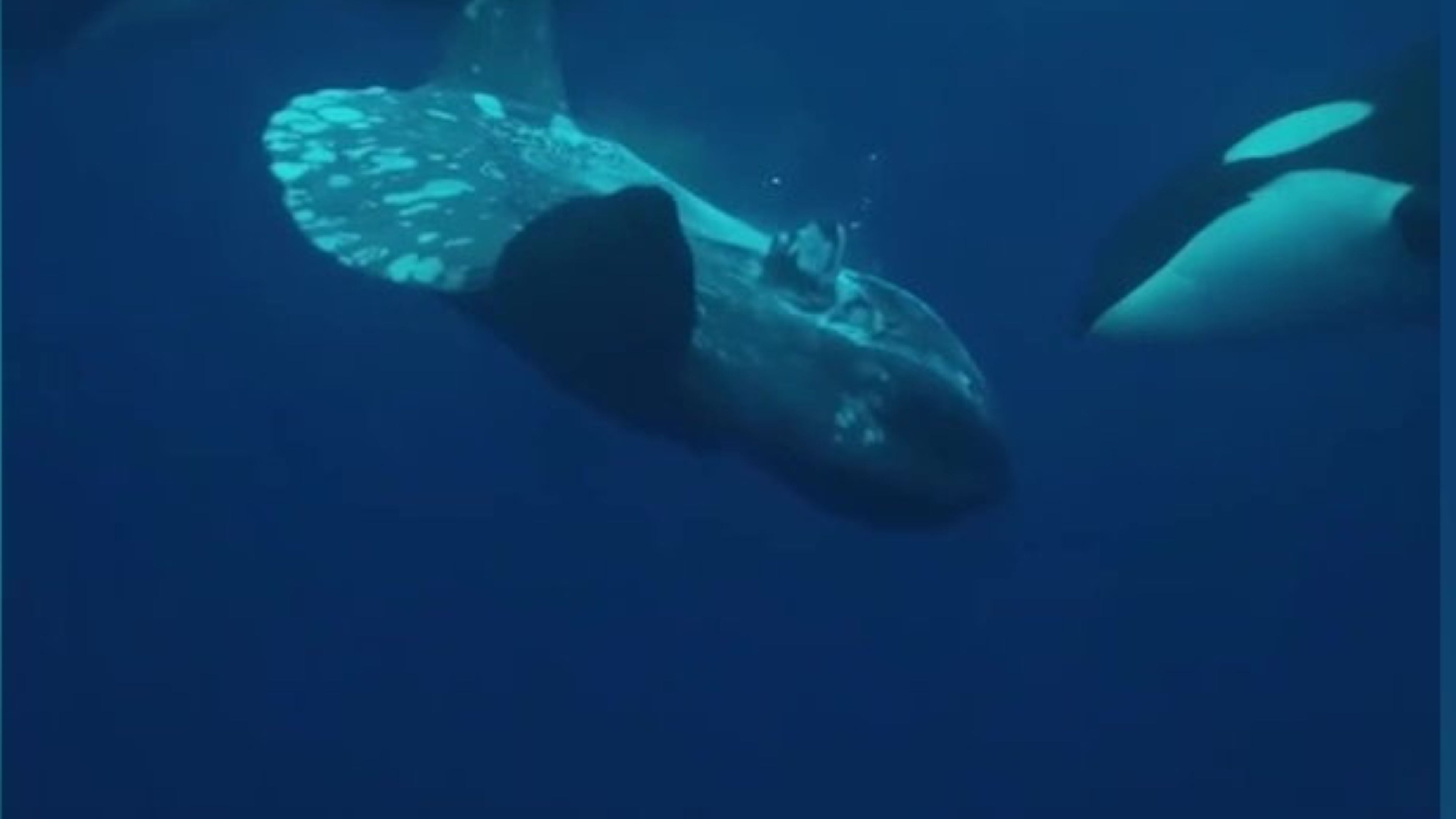 Orca strikes giant sunfish in rare underwater hunt
