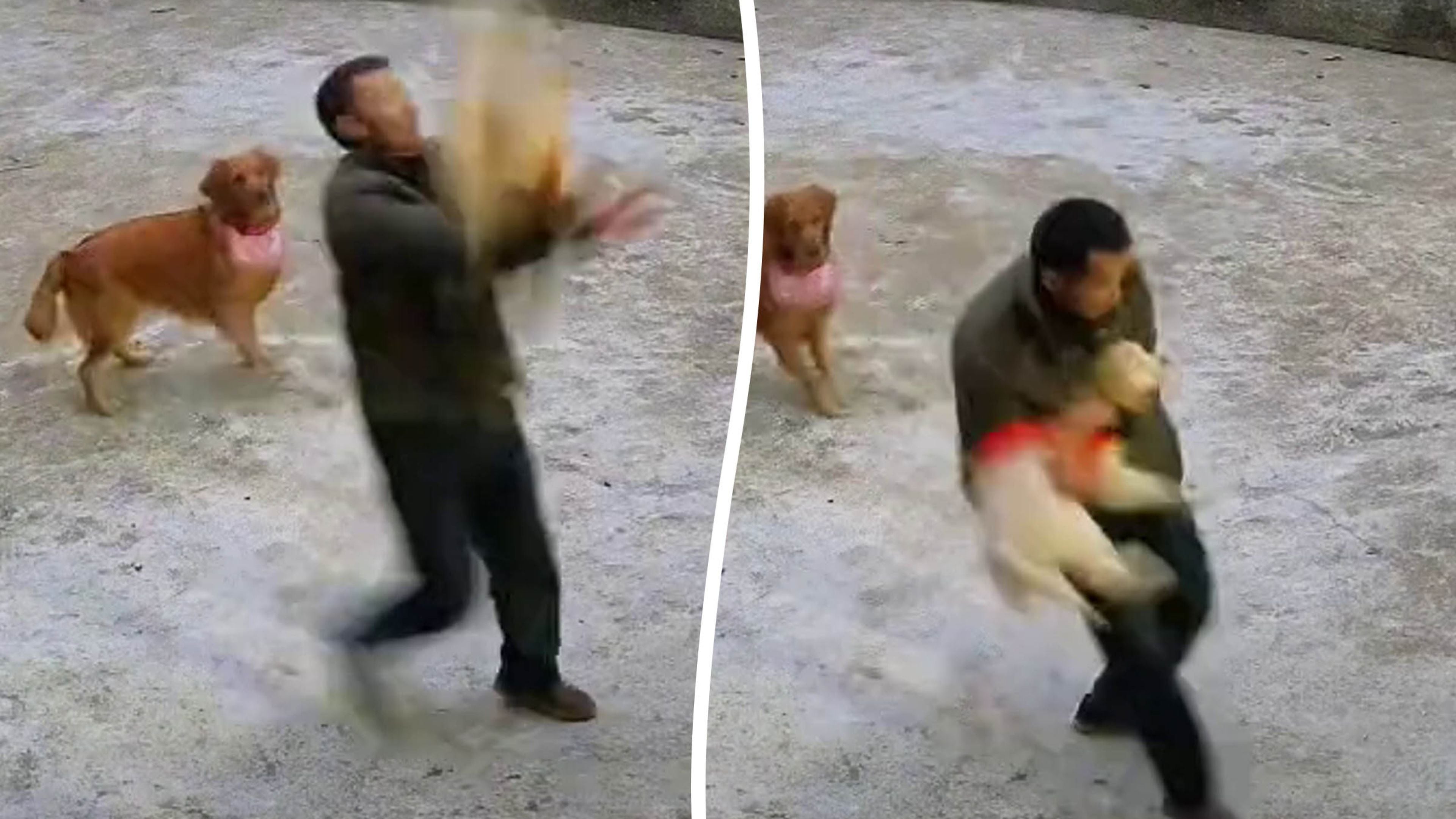 Puppy escapes death after man catches it in two-storey fall