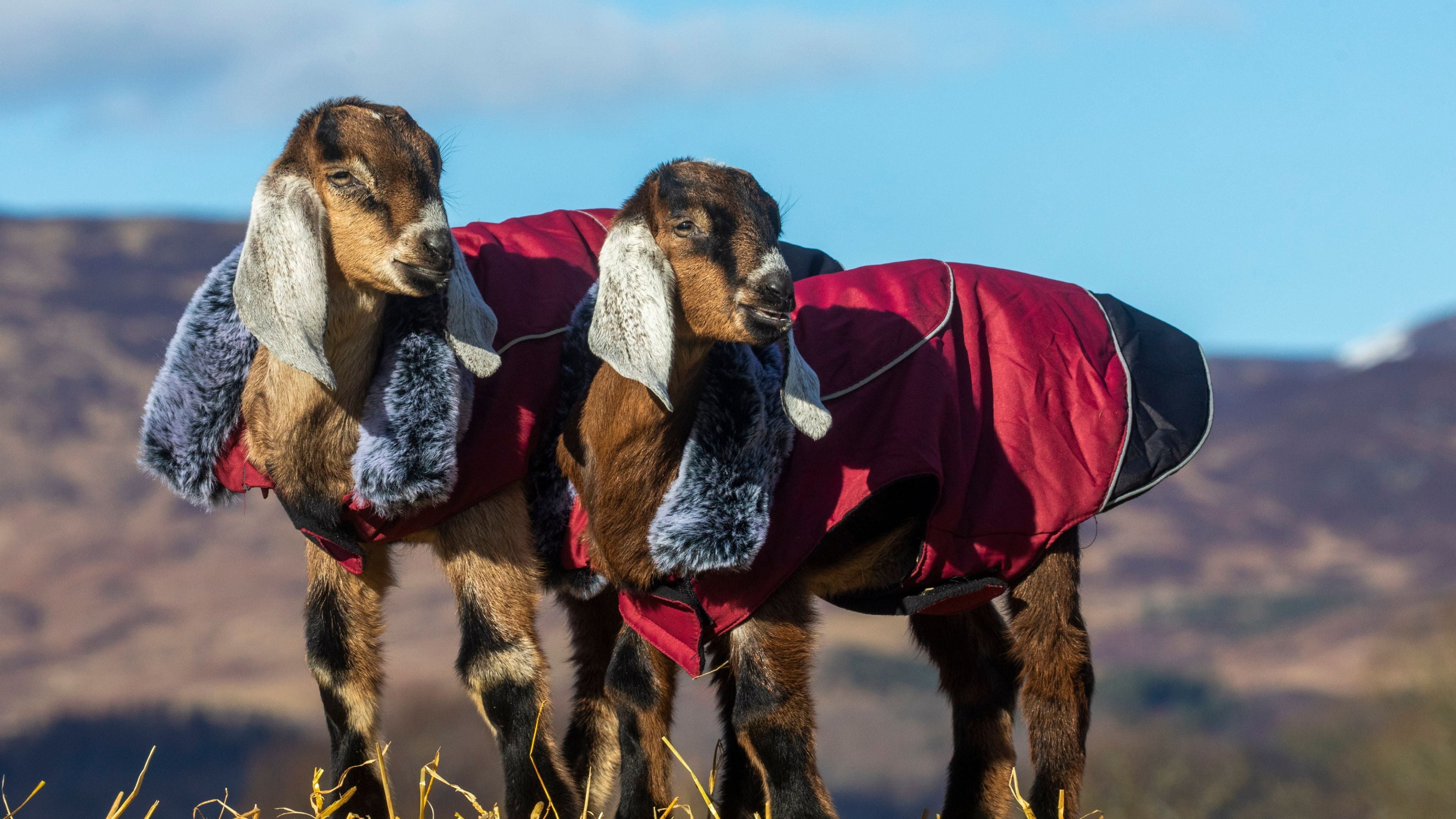 Baby goats wear coats to keep warm