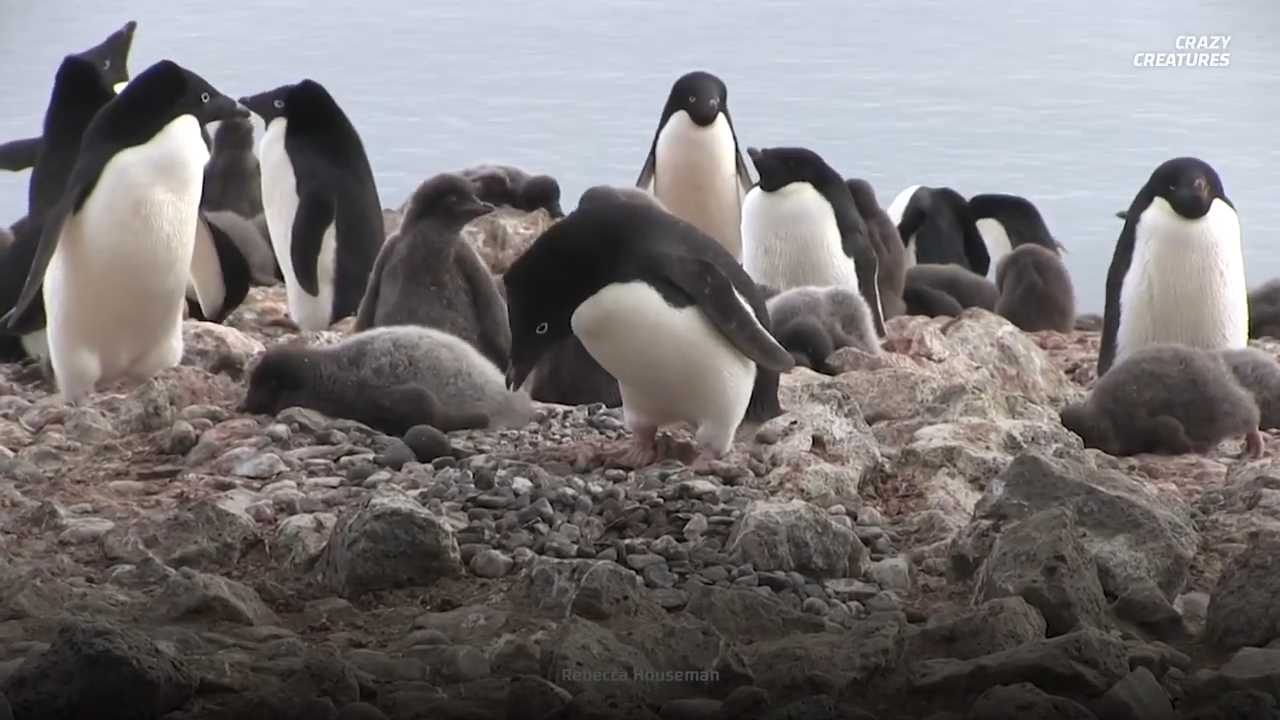 Watch what happens when a penguin sneaks into another nest while the ...