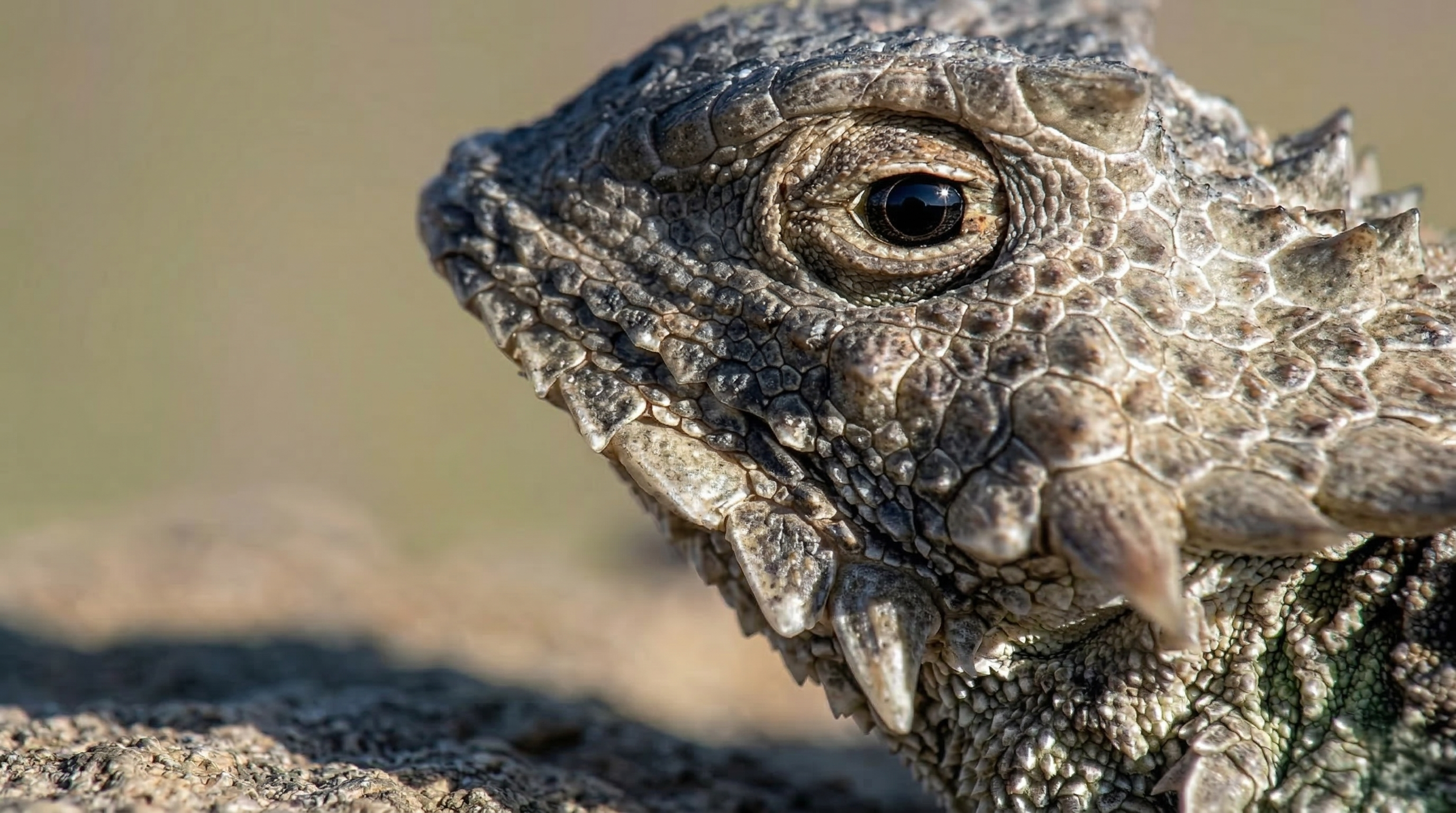 Watch what happens when a lizard turns its body into wings and glides