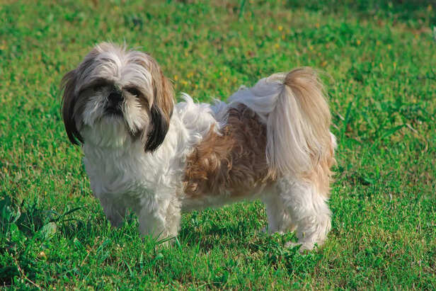 Top 5 dog breeds perfect for apartment living