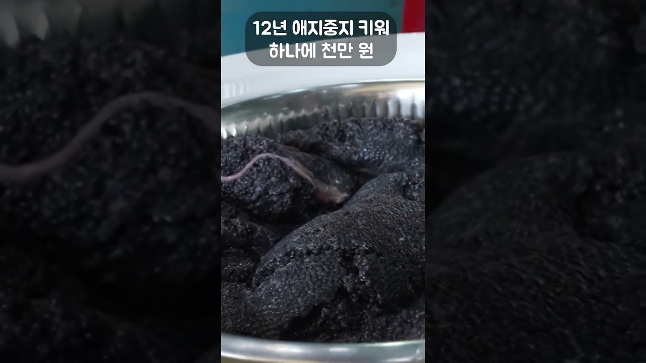 만 원짜리 치어의 대반전 #골라듄다큐 #shorts