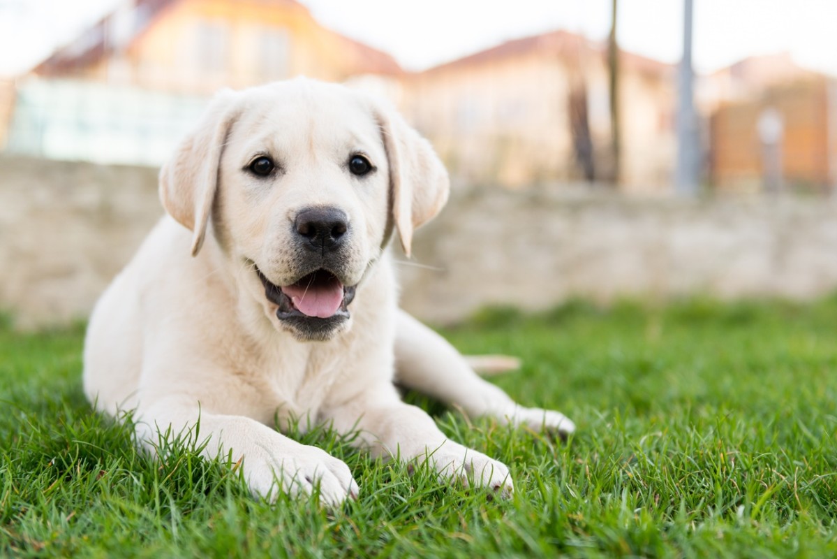 200+ yellow Labrador retriever names that are golden
