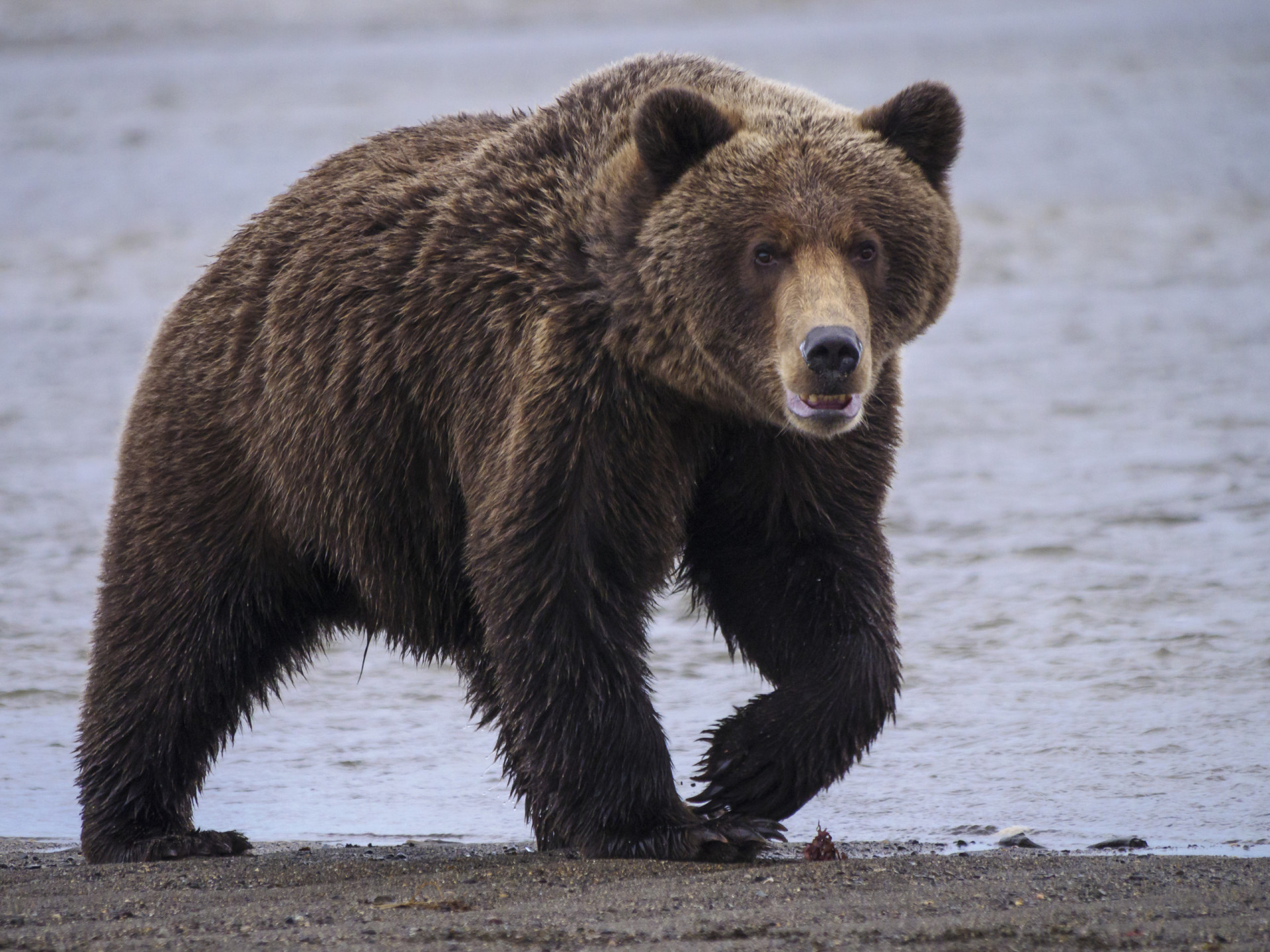 Countries that are home to the most dangerous animals