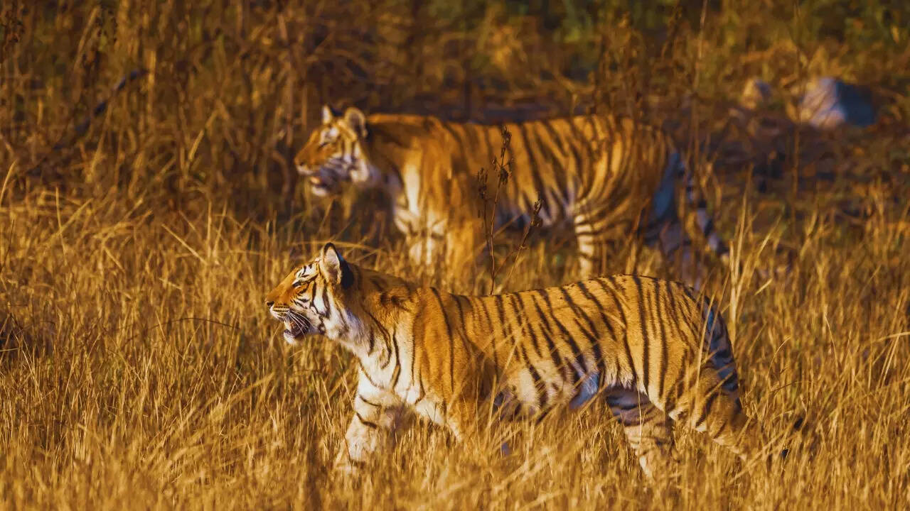 Why is it so difficult to book a Dhikala safari in Jim Corbett National ...