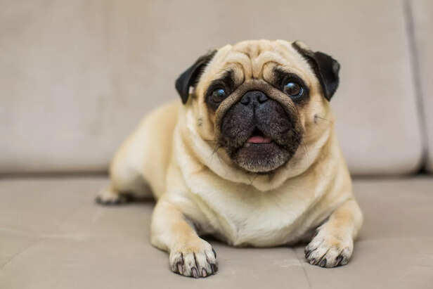 Top 5 dog breeds perfect for apartment living