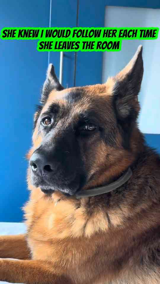When dogs are napping humans must stay still