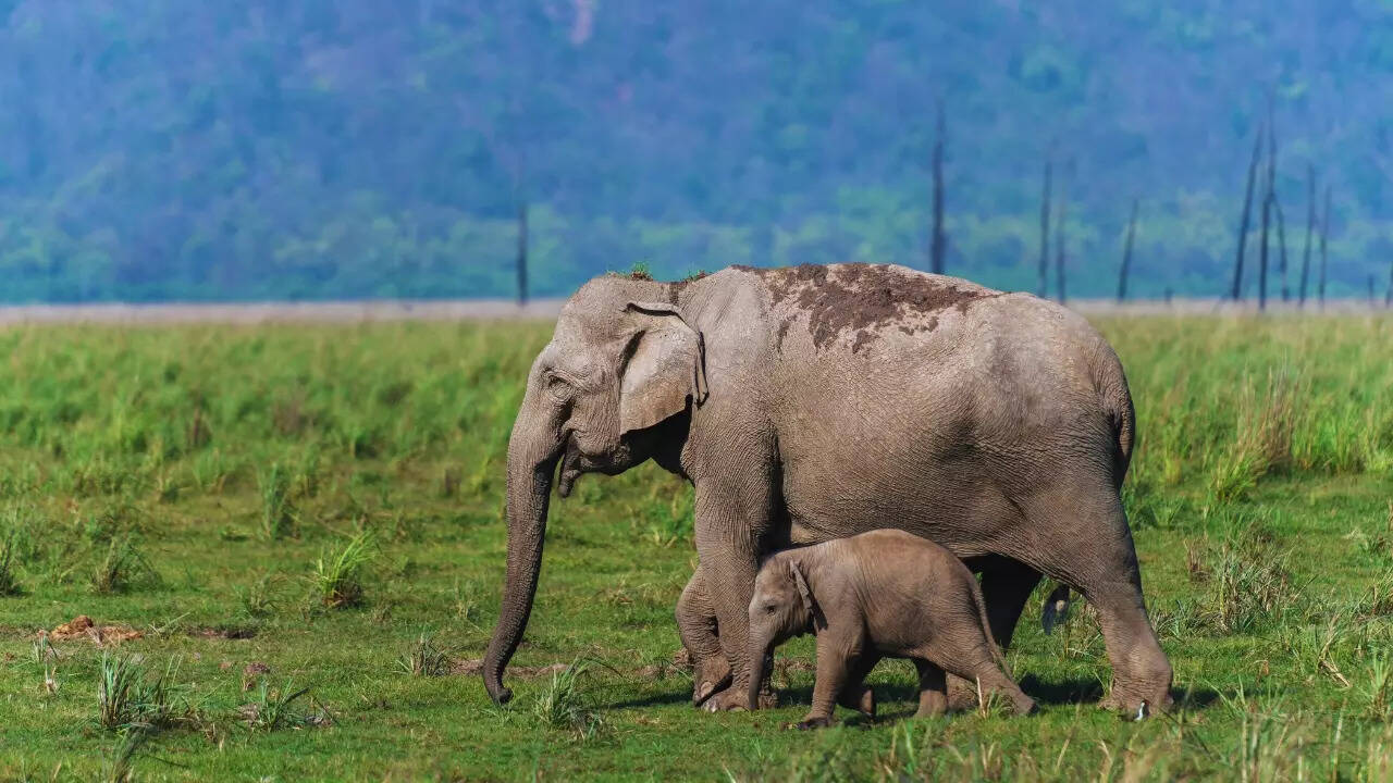 Why is it so difficult to book a Dhikala safari in Jim Corbett National ...