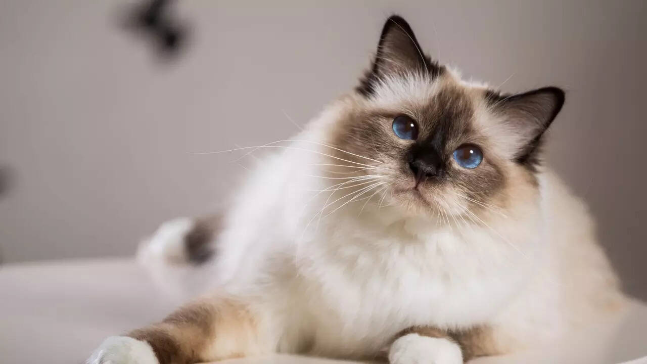 Persian: 7 reasons why this cat breed is good for children