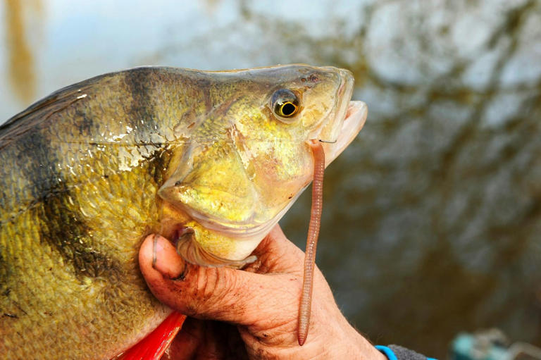 The best baits for perch fishing