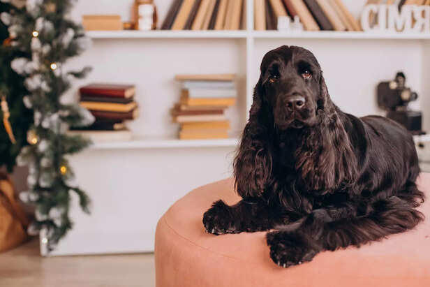 Top 5 dog breeds perfect for apartment living