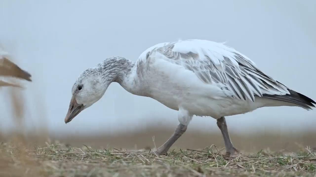 Snow geese take off for the Arctic in mesmerizing sunrise display
