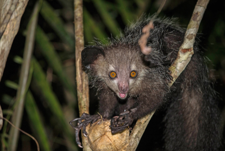 10 most unnerving creatures that exist in the wild