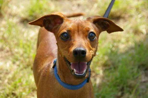 Top 5 dog breeds perfect for apartment living