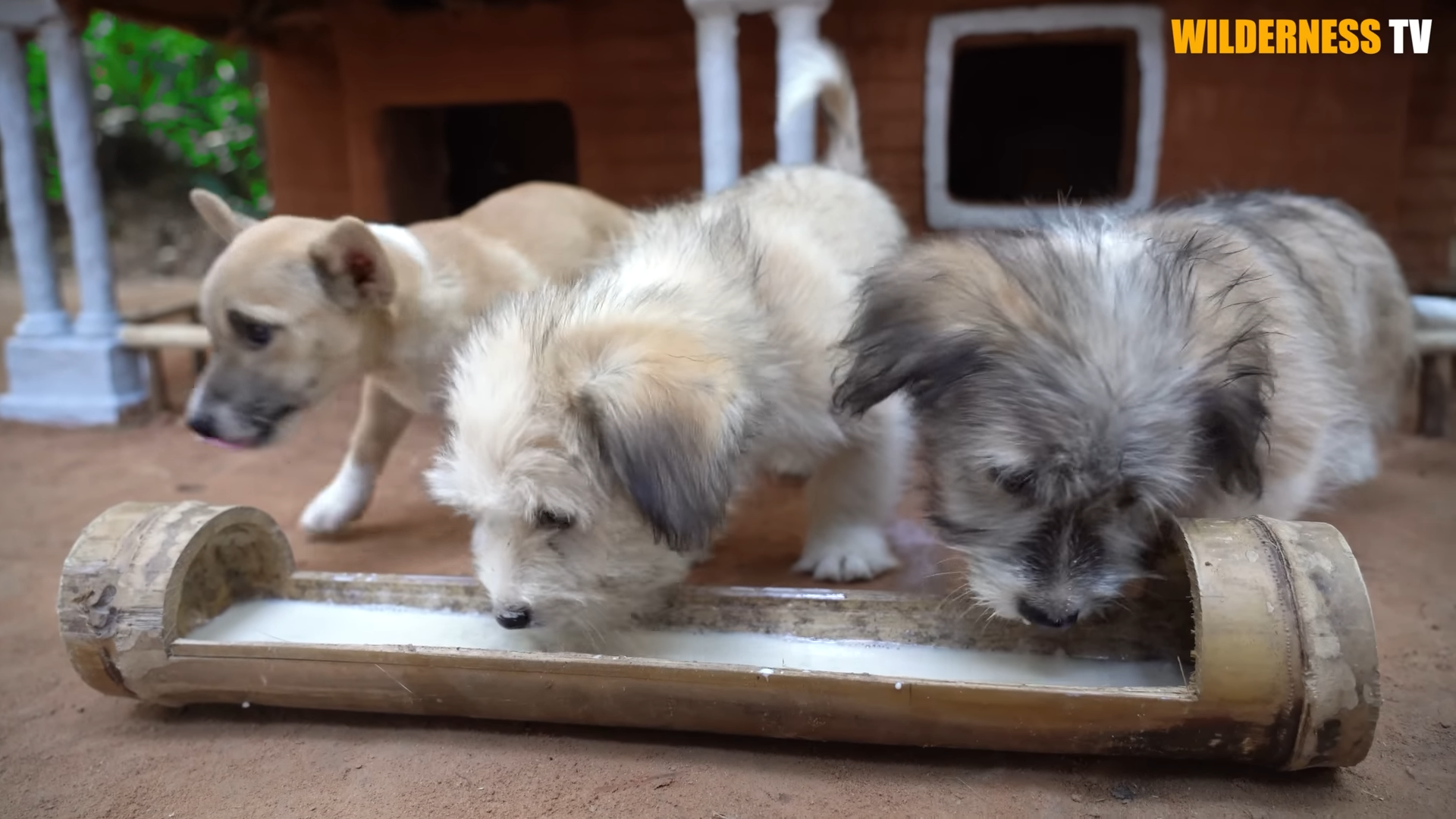 The Cold, Hungry Rescue Puppies Finally Found a Safe Heaven in a Mud Villa