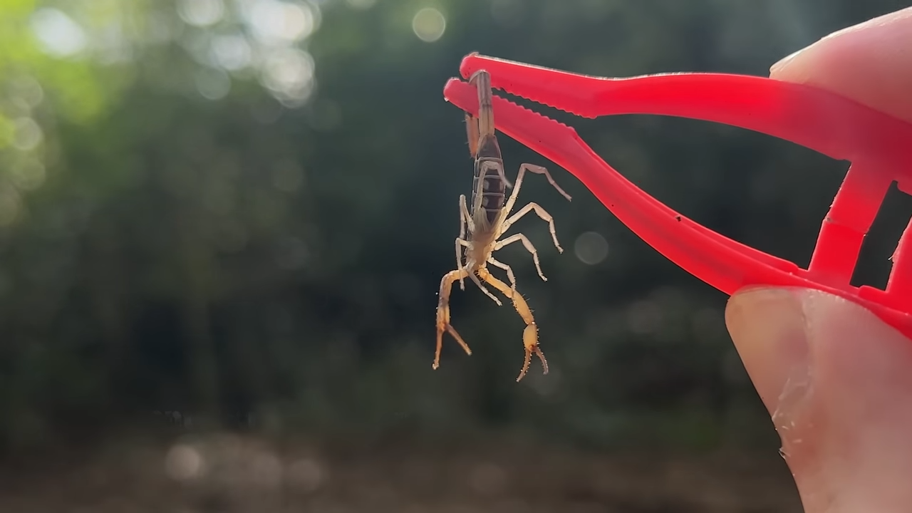 Why scorpions are more dangerous than people think - the venom sting ...