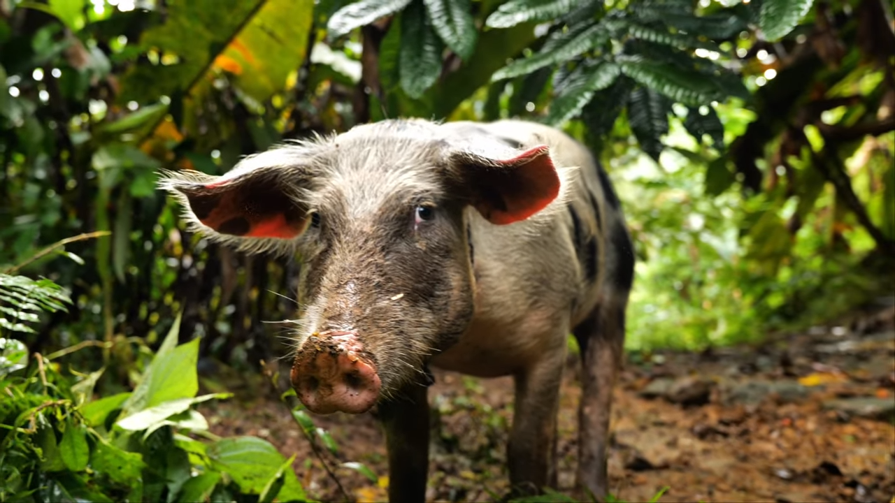 These animals feed billions - inside the farms that raise them by the ...