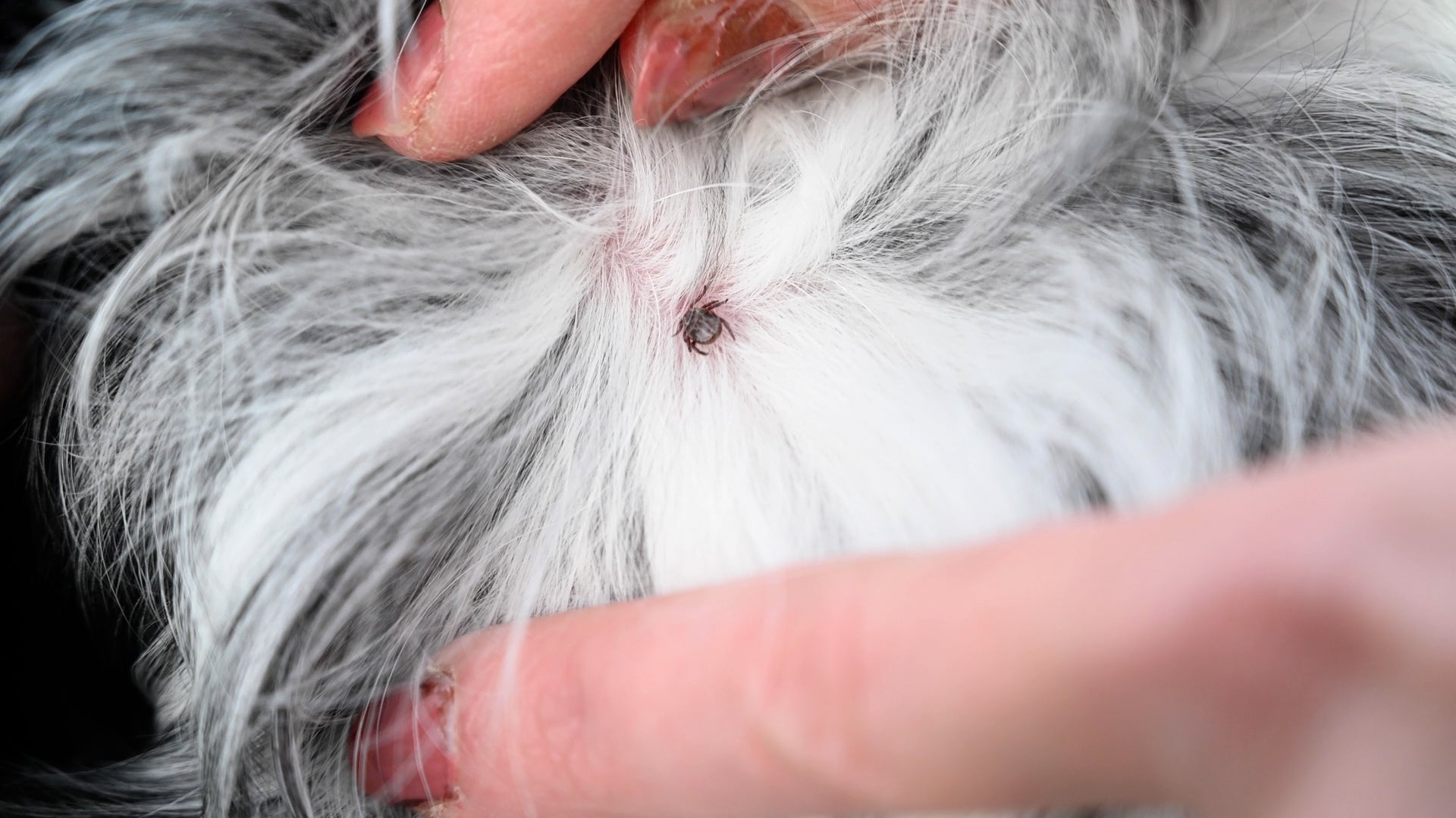 Newly identified tick-borne bacterium in US dogs