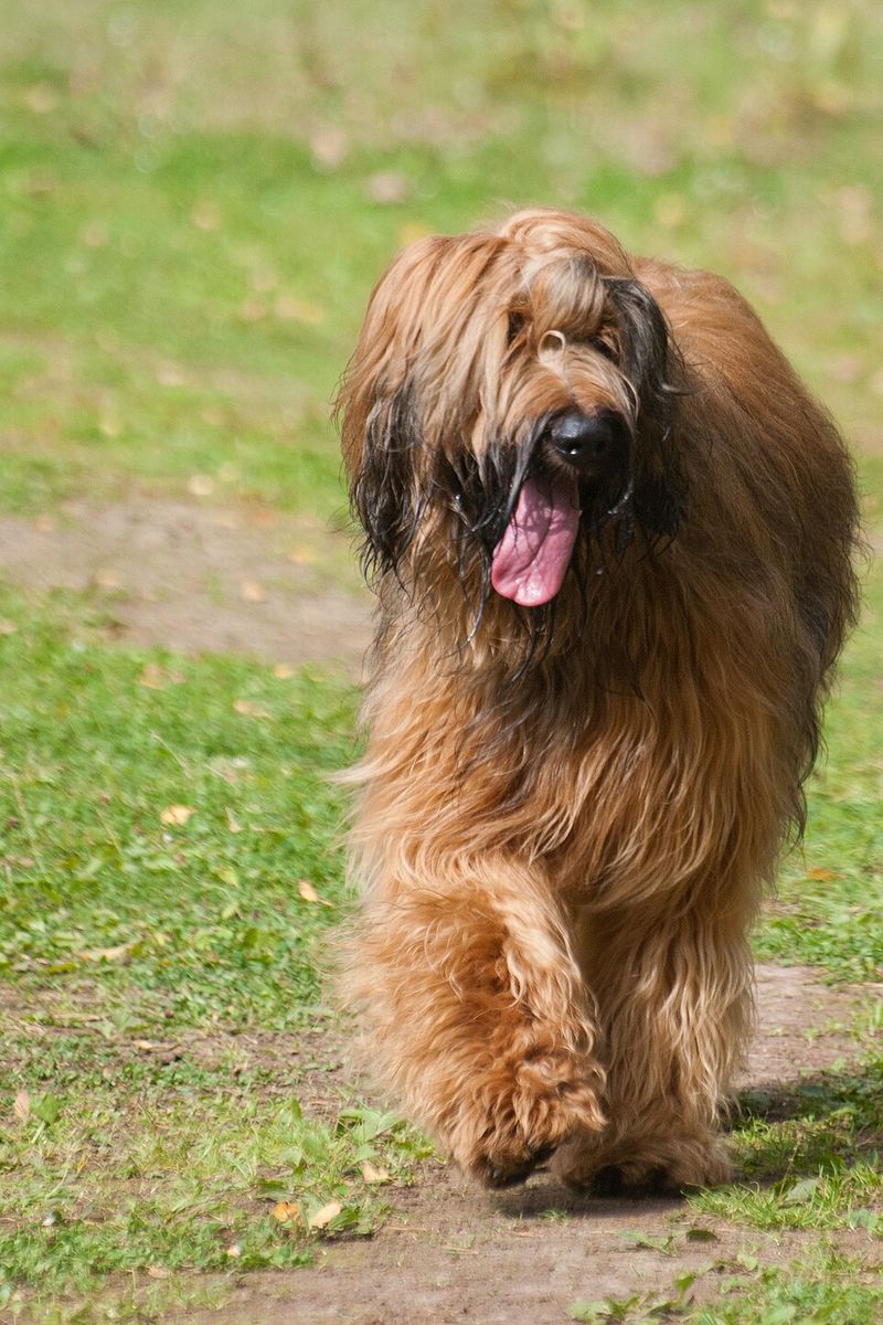 15 dog breeds that seem like they would do well in a house with too ...