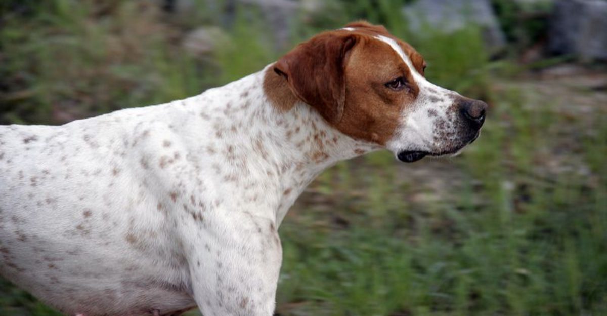 15 dog breeds that seem like they were made for people who hate boring ...
