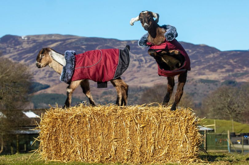Adorable snaps show baby goats wrapped up in thick coats to beat spring ...