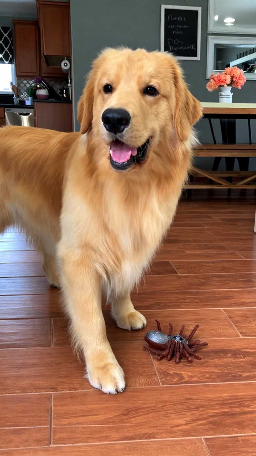 Did Tucker the golden retriever plan this?