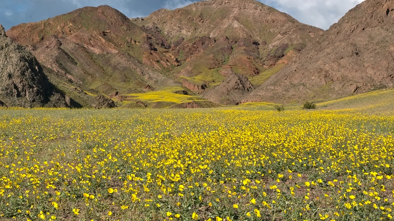 A rare Death Valley superbloom is turning the desert into a sea of color