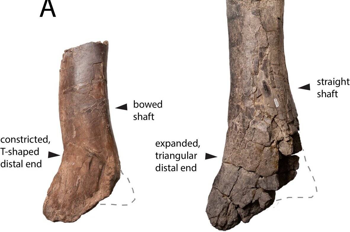 Huge dinosaur bone may reveal the origins of T rex