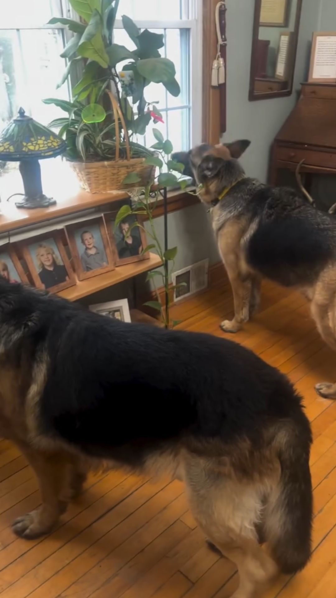Millie vs Jonah: Who’s the real boss