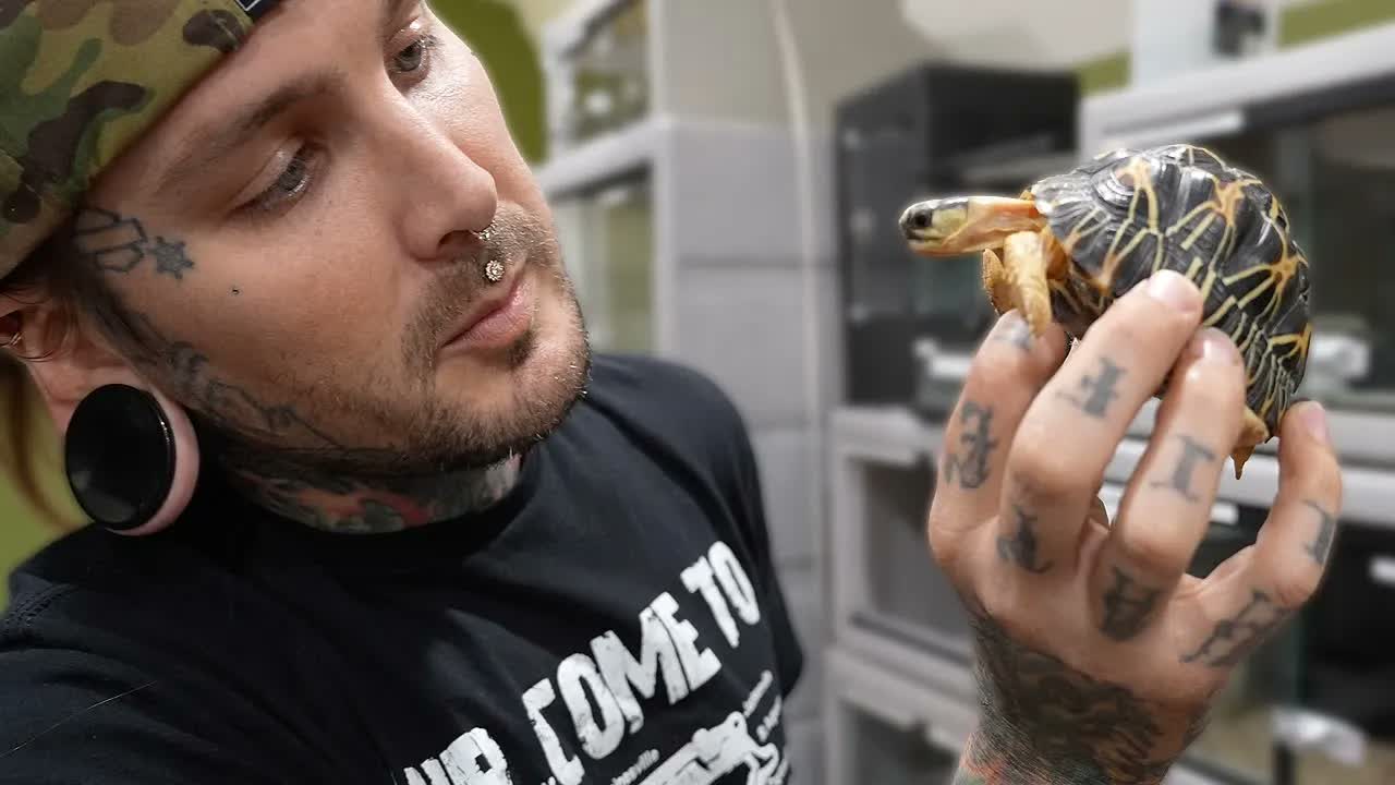 A tiny tortoise takes its first steps into a new habitat - a quiet ...