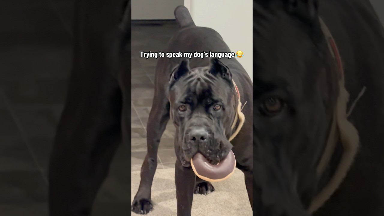 Cane corso tries to communicate in his own way