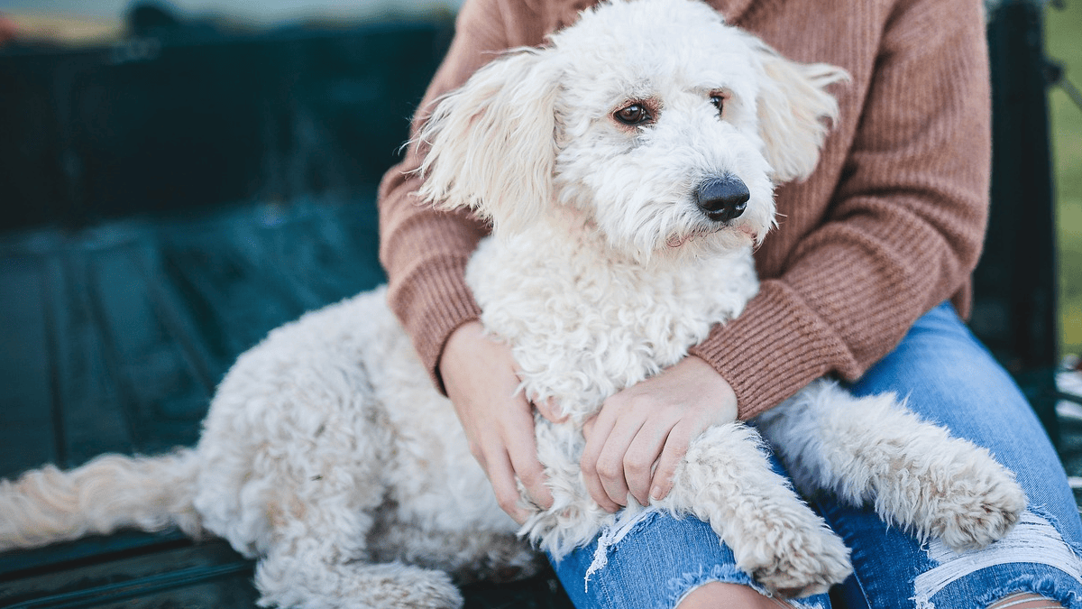 How to tell if your pet is in silent pain: 8 signs to watch for