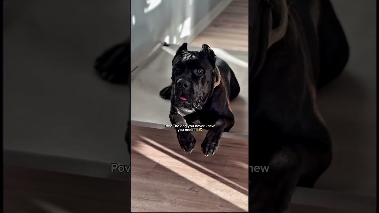Cane corso turns three and continues to steal attention